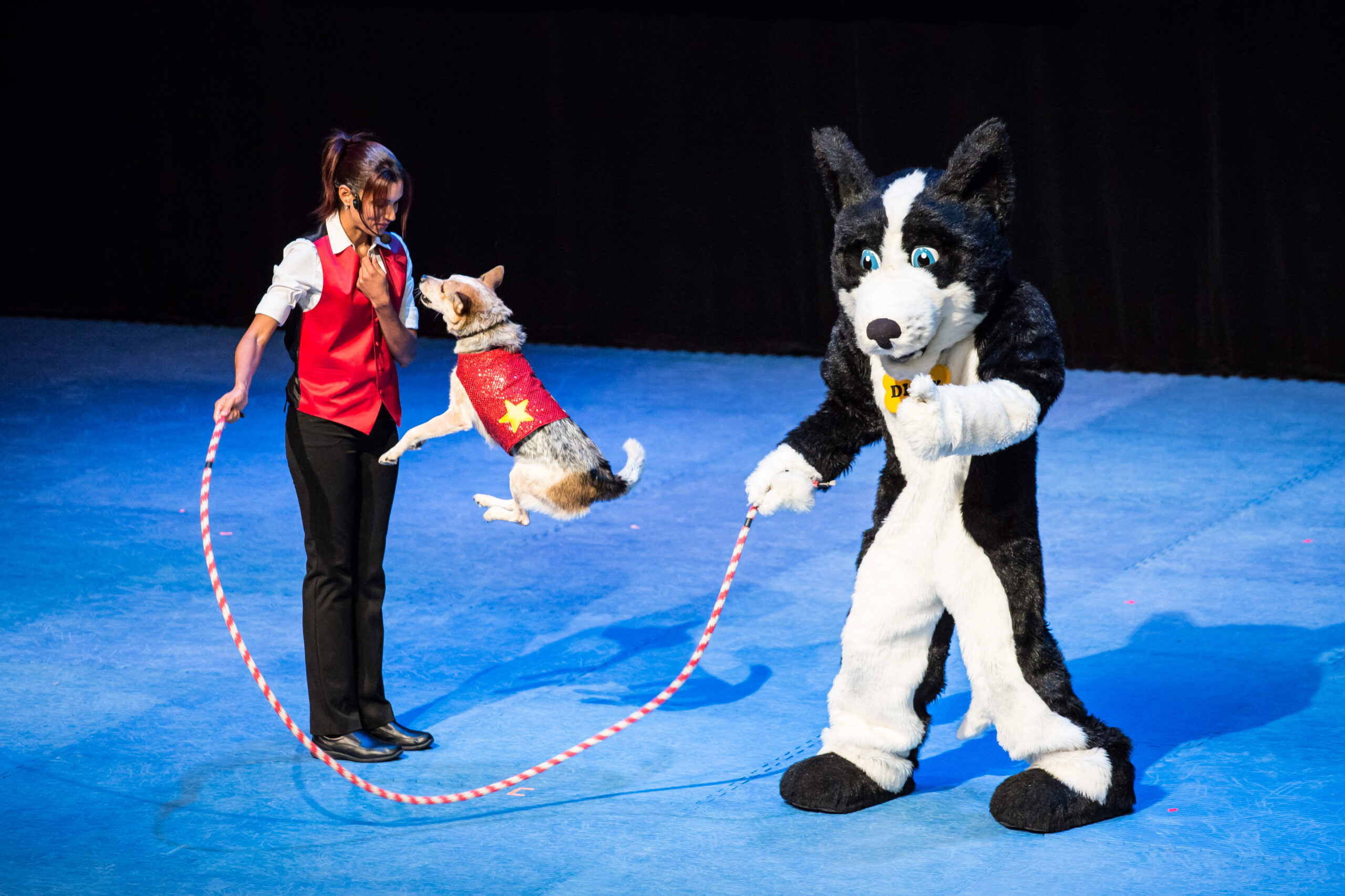 Stunt dogs storm the stage - Mountain View Voice