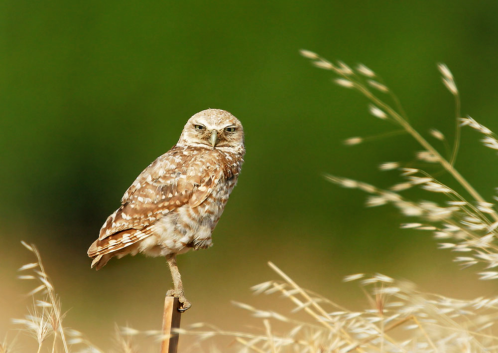 Mountain View’s burrowing owl program in disarray after abrupt departure of biologists ...